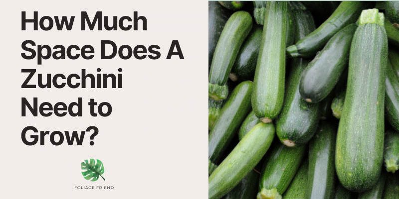 How Much Room Do Zucchini Roots Need? - GreenThumbsGuide