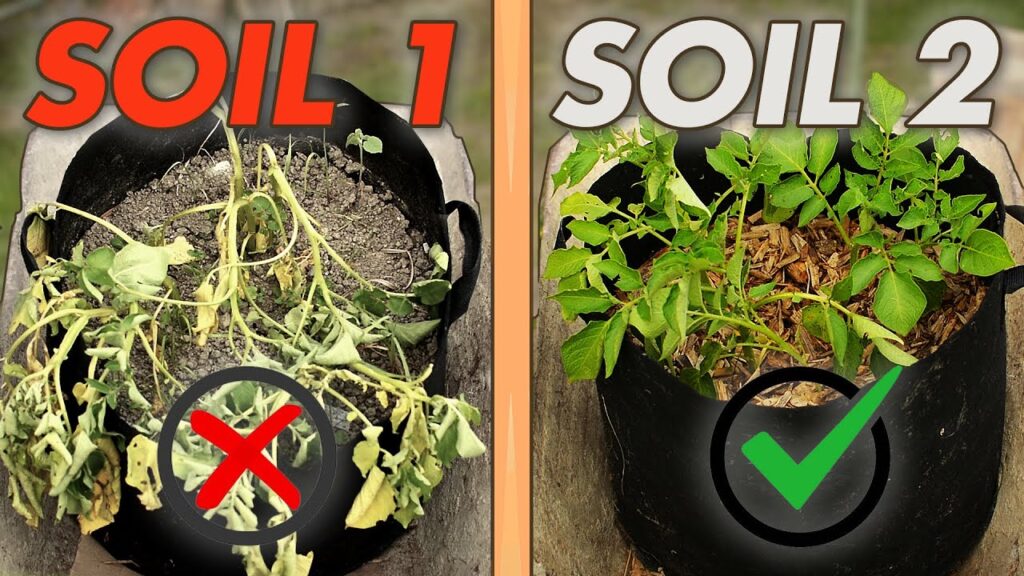 What Is The Best Soil For Potatoes? - GreenThumbsGuide