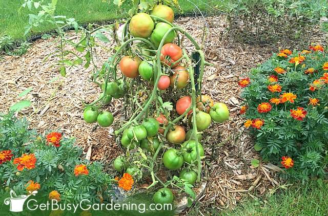 What Month Do Tomatoes Ripen? - GreenThumbsGuide