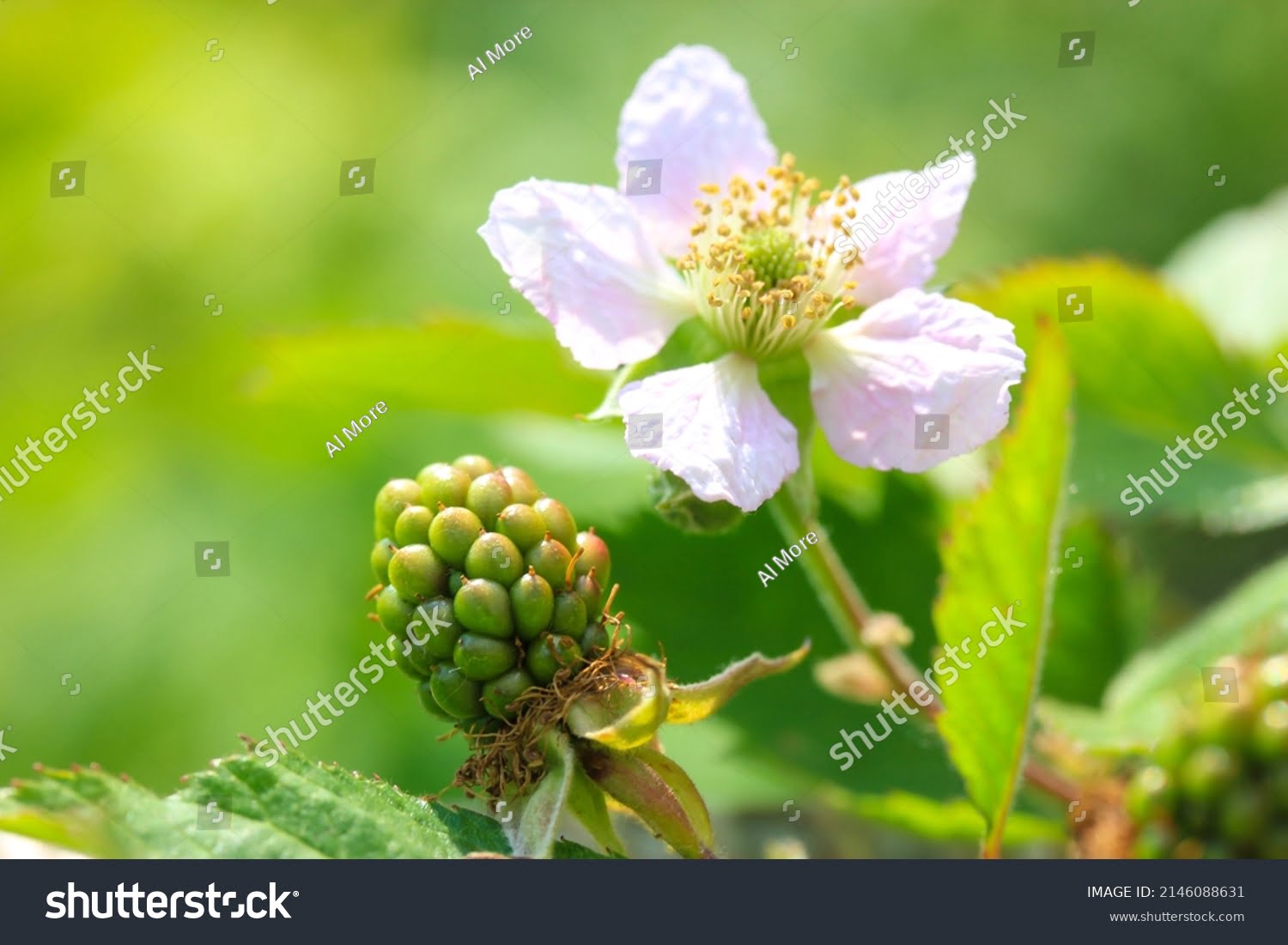 7 Beautiful Blackberry Blooms - GreenThumbsGuide