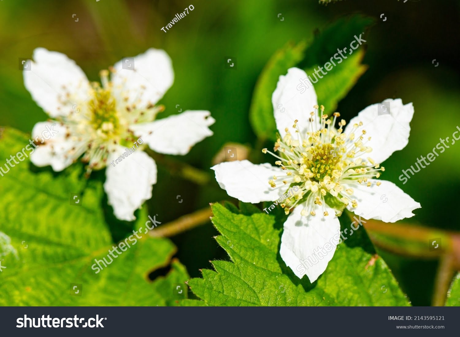 7 Beautiful Blackberry Blooms - GreenThumbsGuide