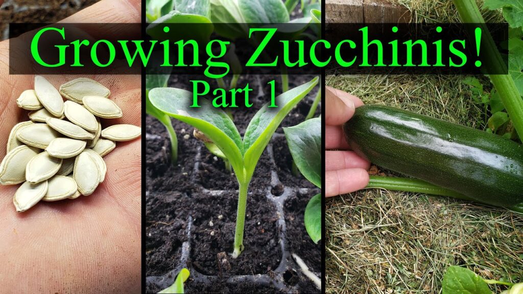 A Beginner’s Guide to Starting Zucchini Seeds – GreenThumbsGuide