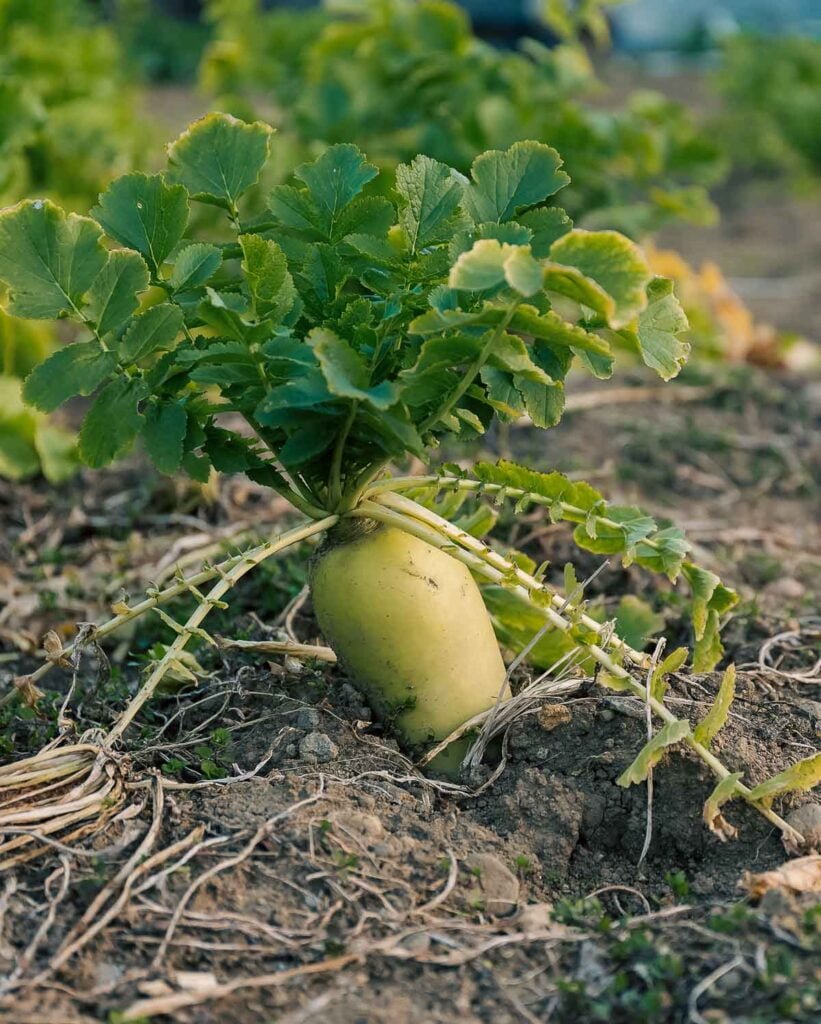 Best Time to Plant Tillage Radishes - GreenThumbsGuide
