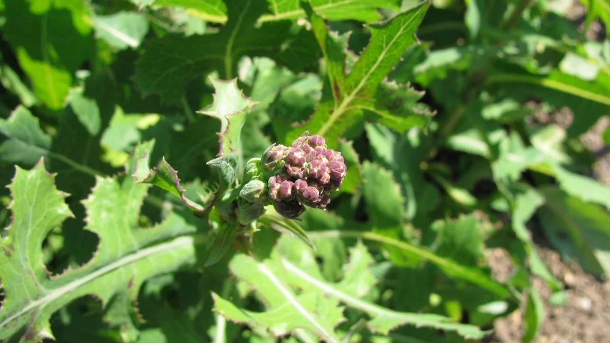 Effective ways to eliminate prickly lettuce from your garden ...