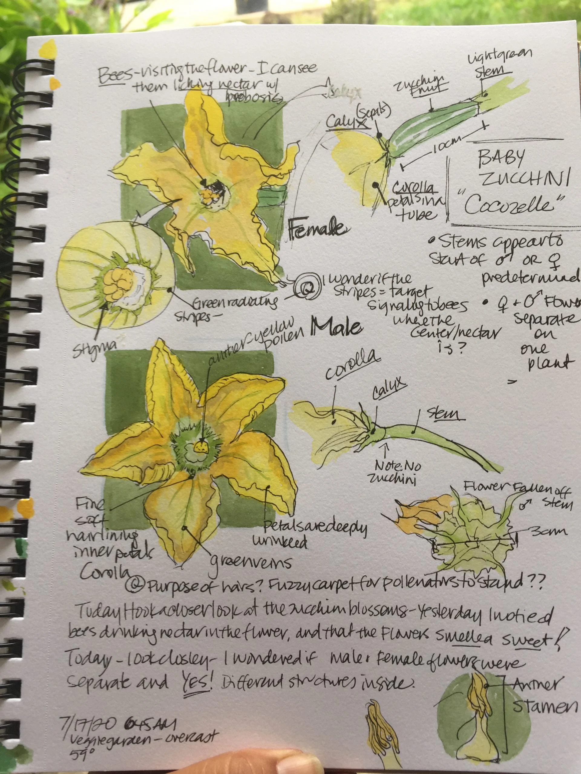 Exploring the Inner Anatomy of a Zucchini - GreenThumbsGuide