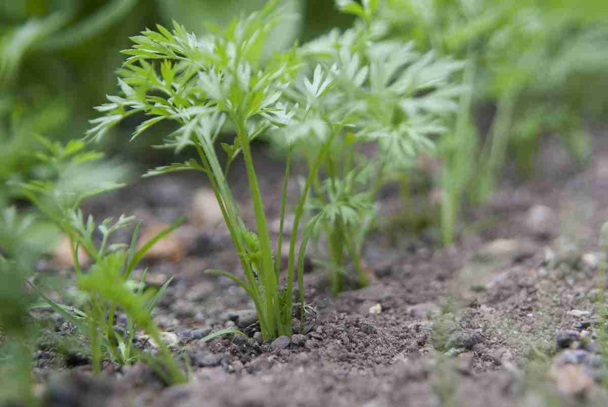 How Carrots Grow Without Seeds - GreenThumbsGuide