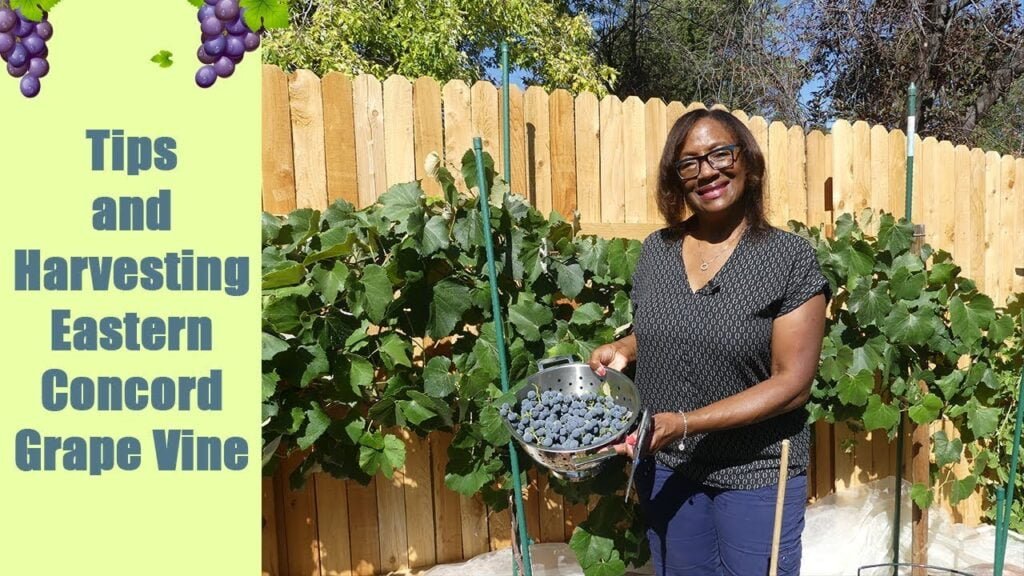 Where Do Concord Grapes Come From - GreenThumbsGuide