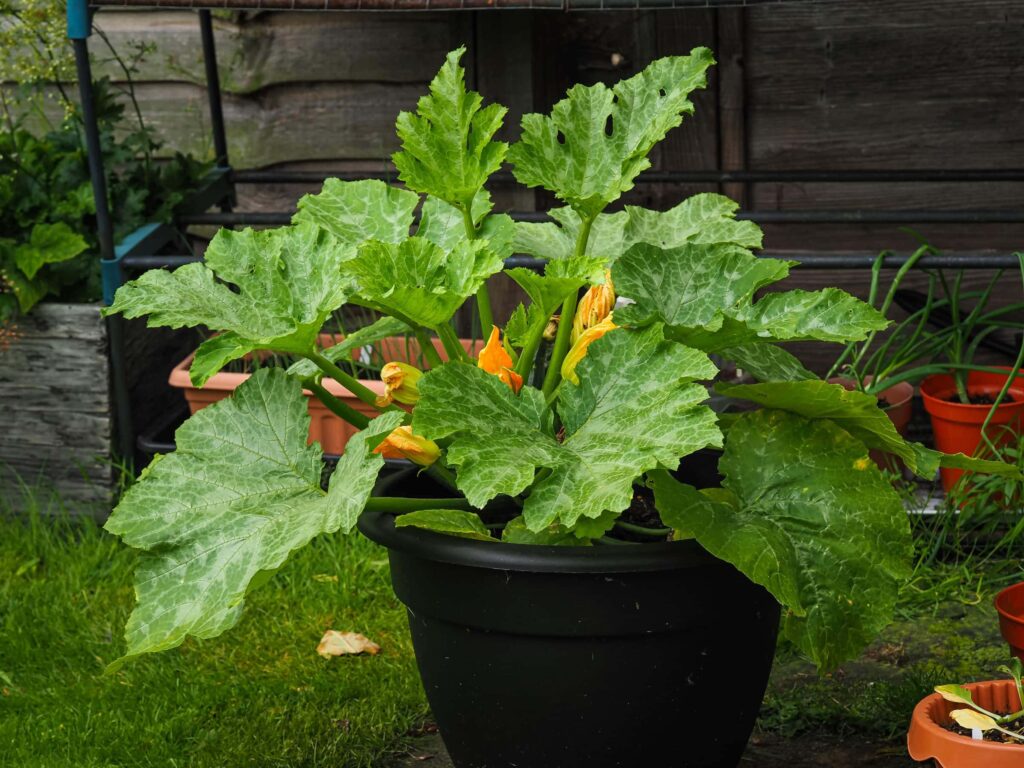 The Best Watering Schedule for Zucchini Plants in Pots - GreenThumbsGuide