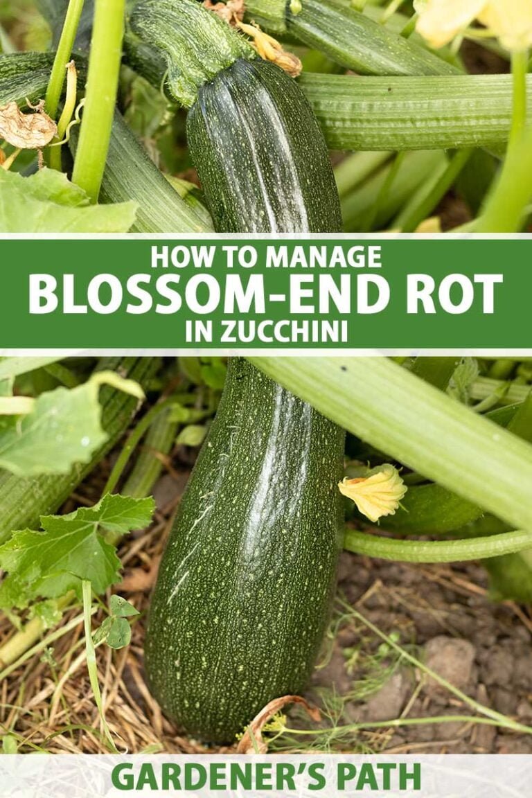 the-reasons-behind-zucchini-rotting-explained – GreenThumbsGuide
