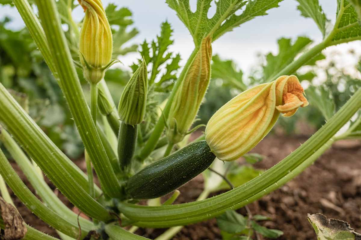 The Ultimate Guide to Fertilizing Zucchini Flowers - GreenThumbsGuide