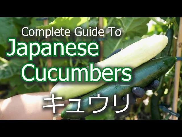 The Ultimate Guide to Growing Japanese Cucumbers - GreenThumbsGuide