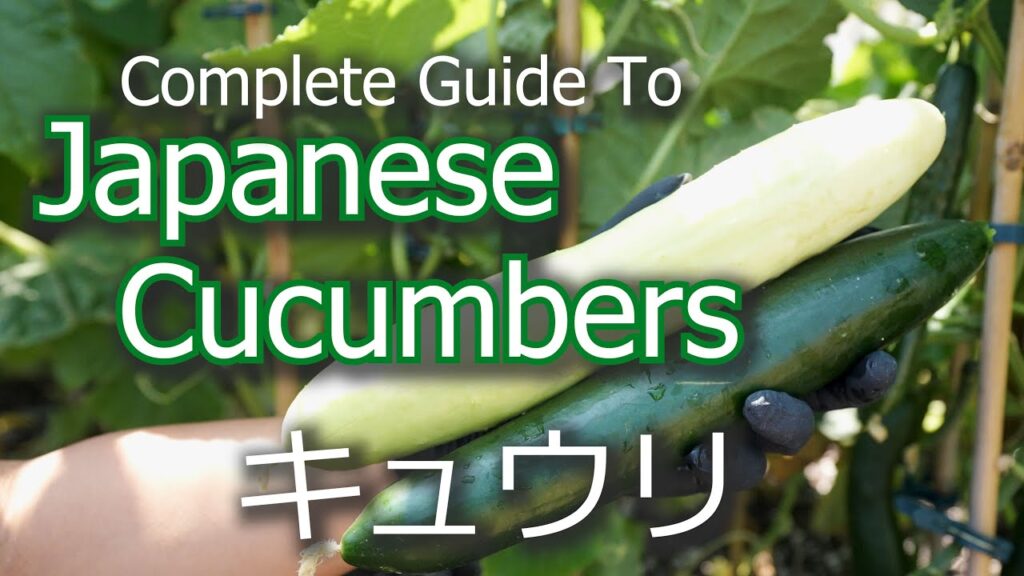 The Ultimate Guide to Growing Japanese Cucumbers - GreenThumbsGuide