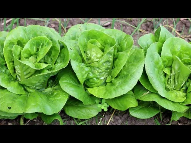 The Ultimate Guide to Growing Little Gem Lettuce - GreenThumbsGuide