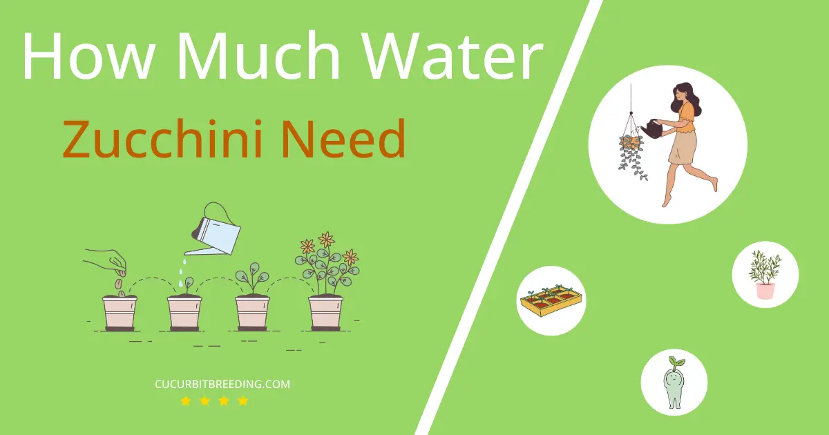 The Water Requirements of Zucchini - GreenThumbsGuide
