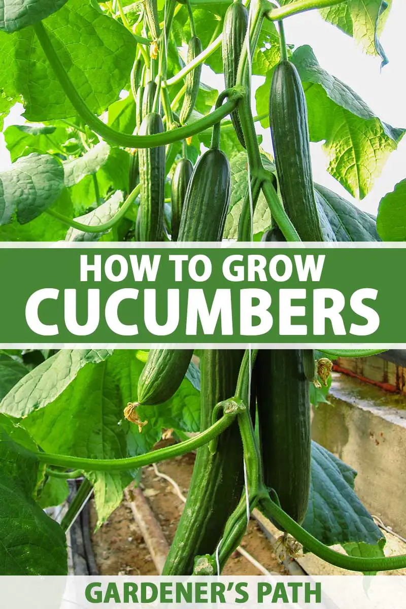 Tips for Growing English Cucumbers - GreenThumbsGuide Tips for Growing English Cucumbers - GreenThumbsGuide