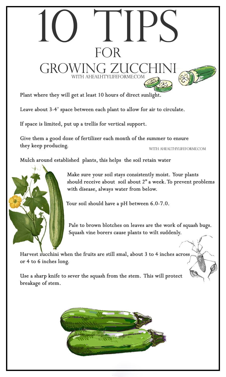 Tips for Growing Zucchini: Space Requirements - GreenThumbsGuide Tips for Growing Zucchini: Space Requirements - GreenThumbsGuide
