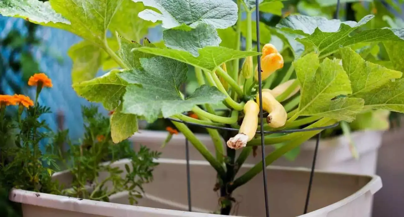 Tips For Successfully Growing Butternut Squash In Containers Greenthumbsguide