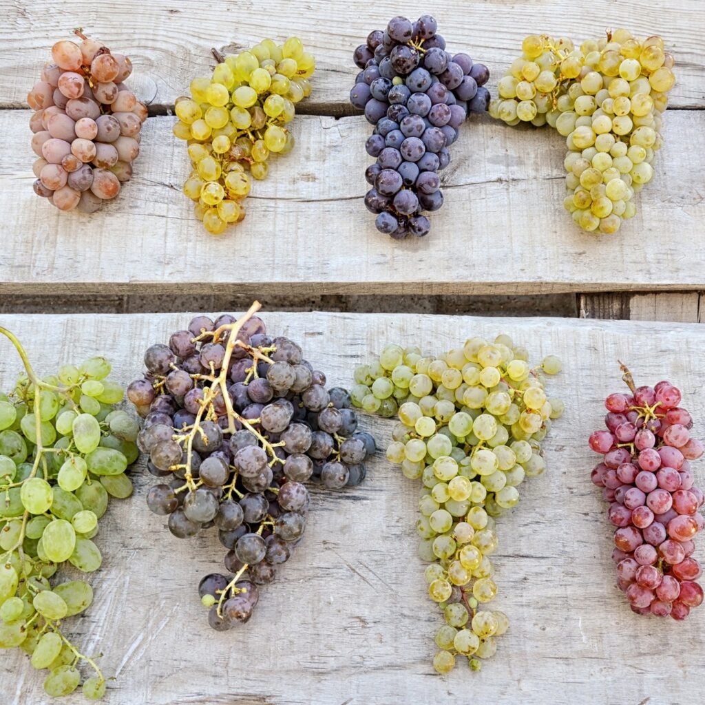 What Are The Sweetest Grapes - GreenThumbsGuide