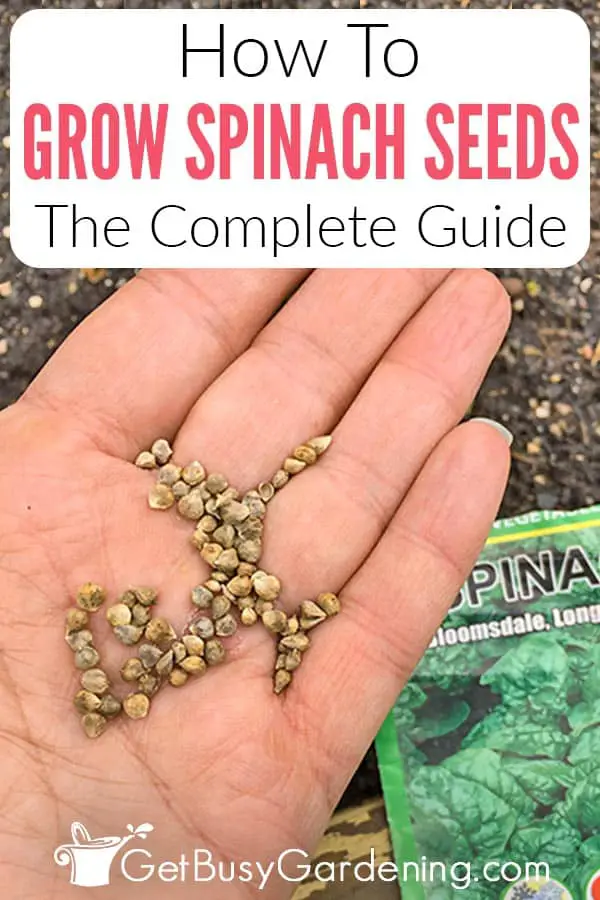 What Does A Spinach Seed Look Like Greenthumbsguide