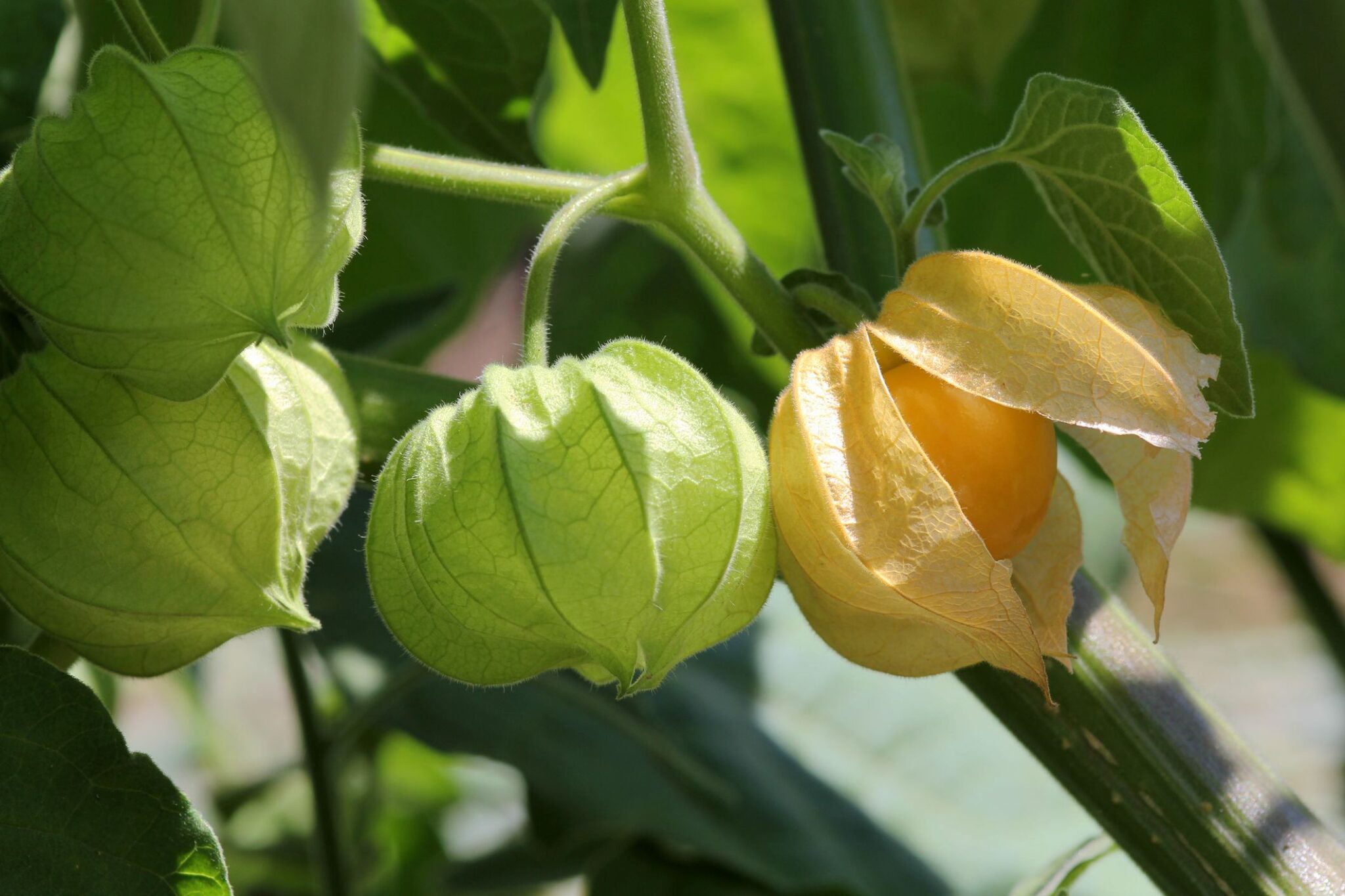 What To Do With Ground Cherries GreenThumbsGuide