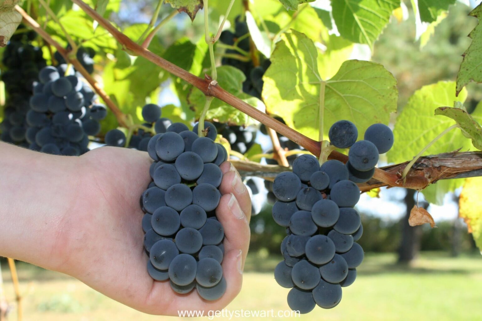 When To Harvest Concord Grapes - GreenThumbsGuide