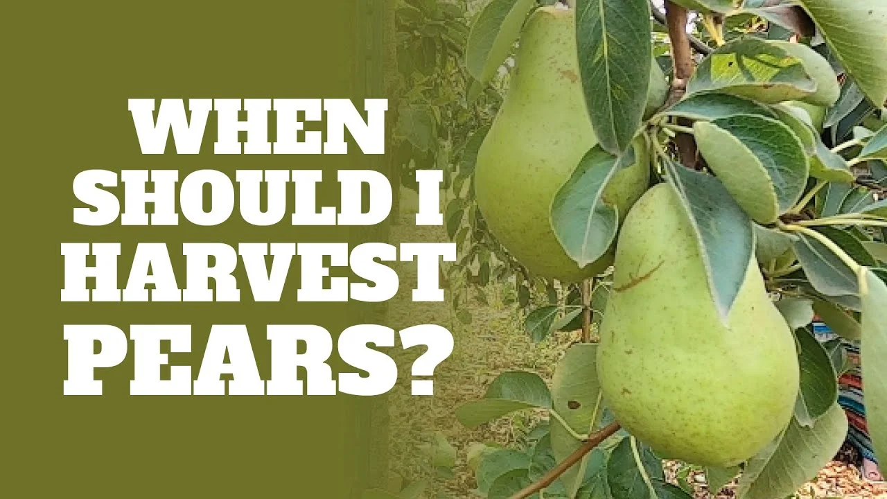 When To Pick Bartlett Pears - GreenThumbsGuide