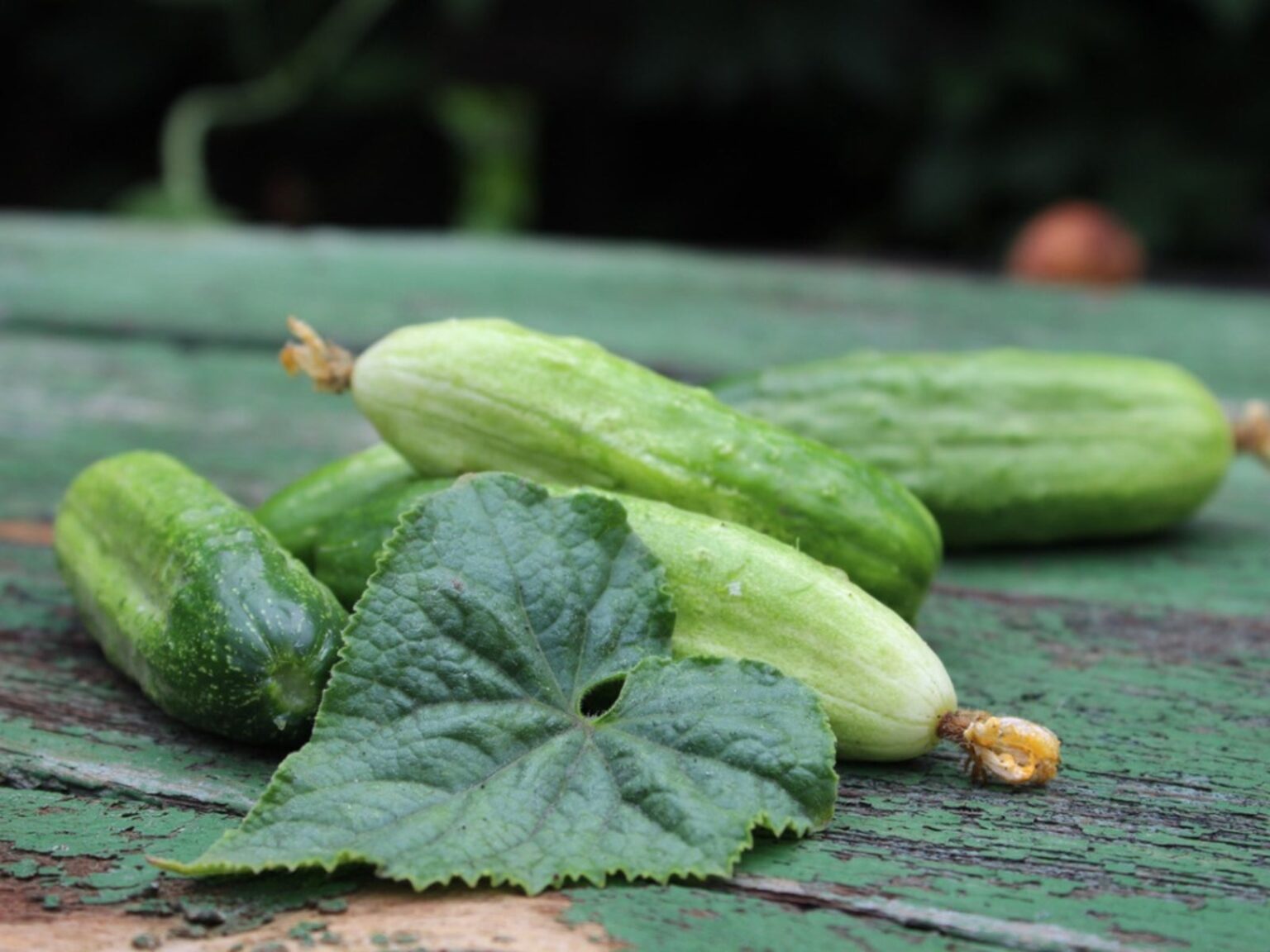 Why Are My Cucumbers Turning White? - GreenThumbsGuide