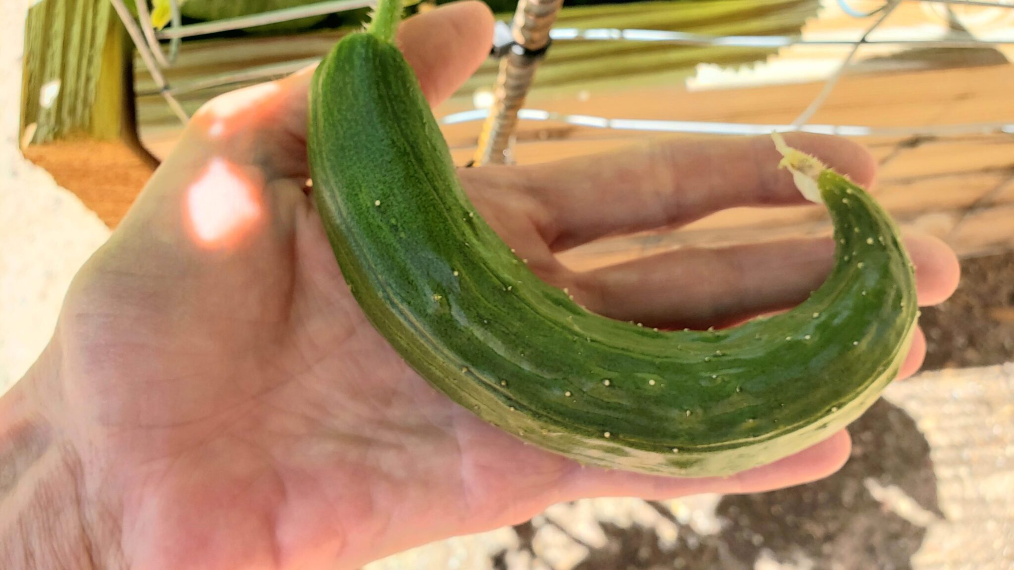 Why Do Cucumbers Curl Up When Growing? – GreenThumbsGuide